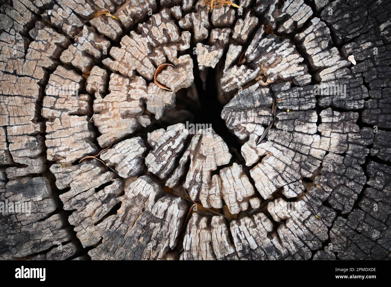 Old tree stump top view, ideal round cut down tree with annual rings and cracks. Wooden texture ...