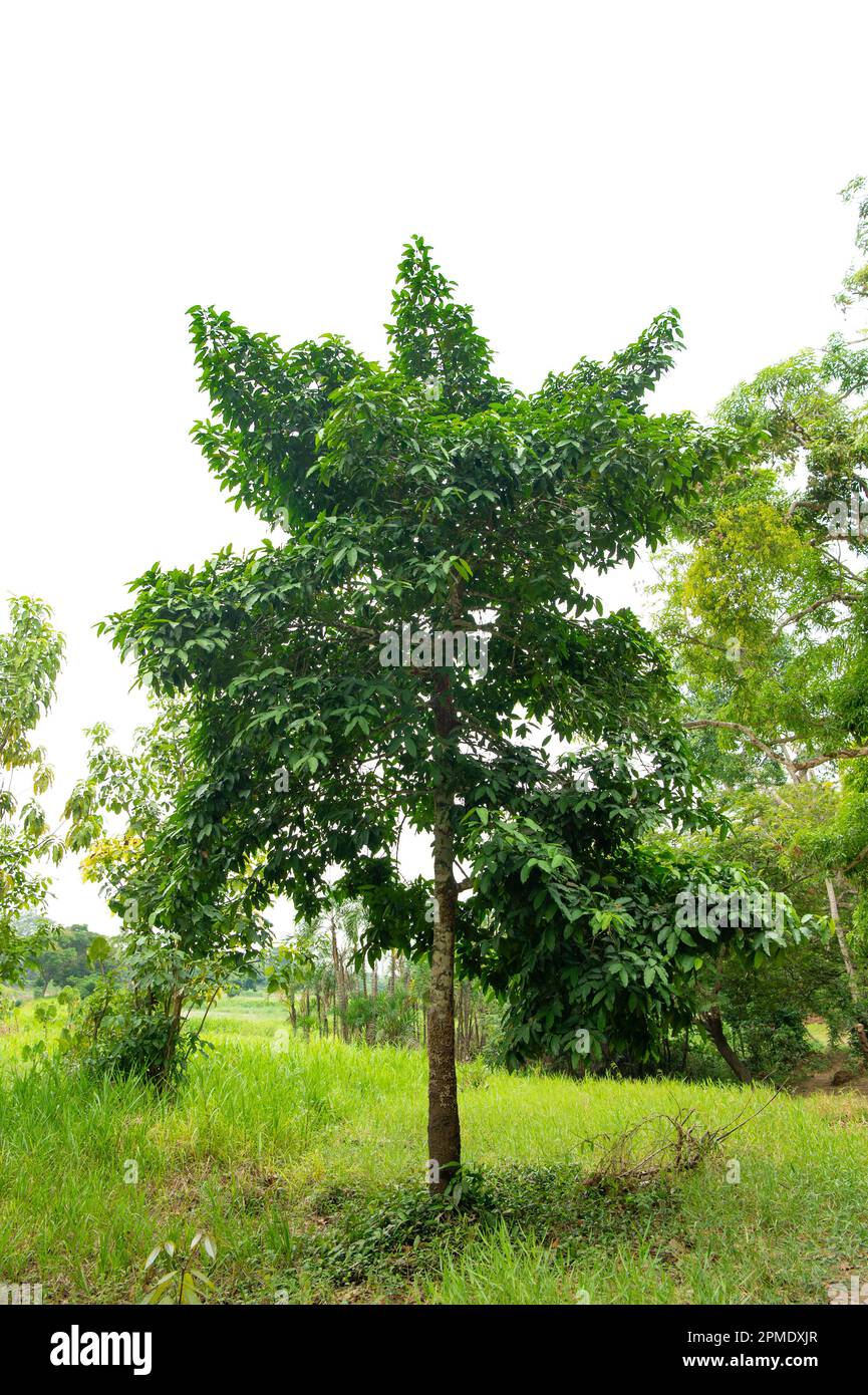 tropical tree outdoor. tropical tree in nature. full length of tropical ...