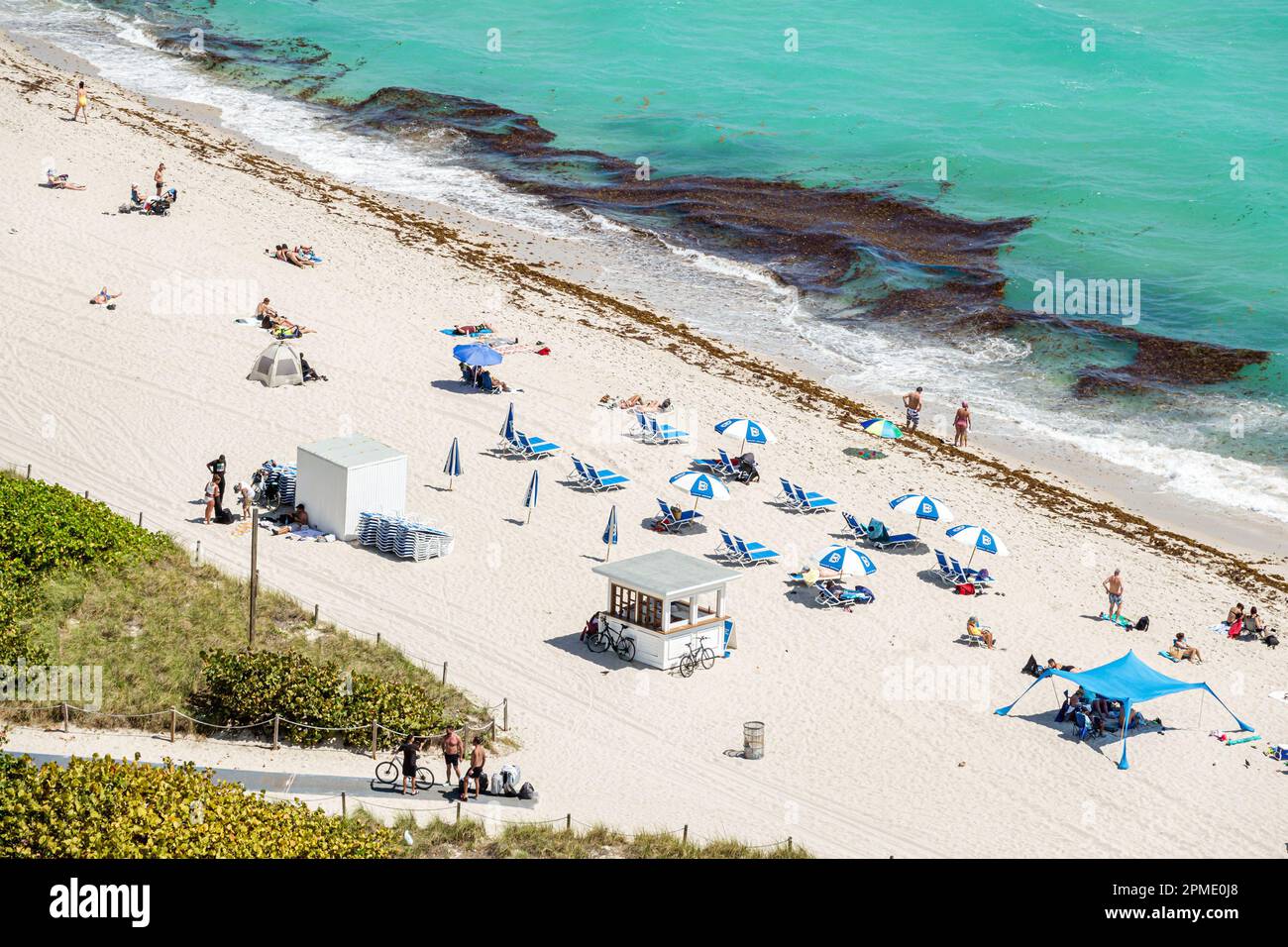 Miami Beach Florida,Atlantic Ocean shore shoreline seaweed sargassum ...