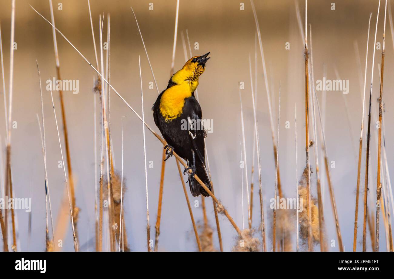 A male Yellow-headed Blackbird (Xanthocephalus xanthocephalus) sings ...