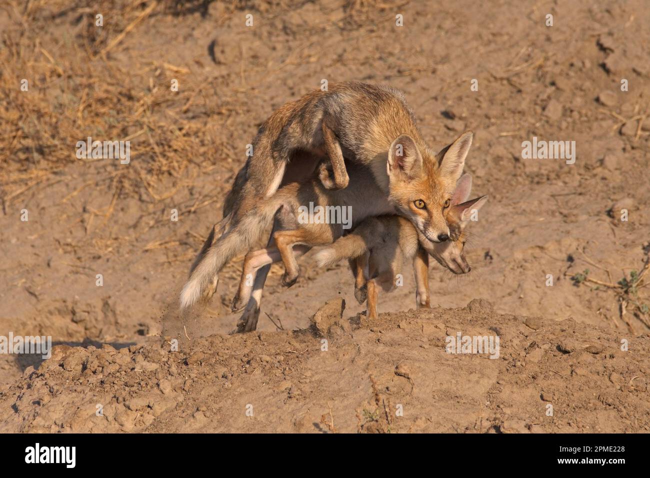 desert fox (vulpes vulpus pusilla) cubs playing with male white footed ...