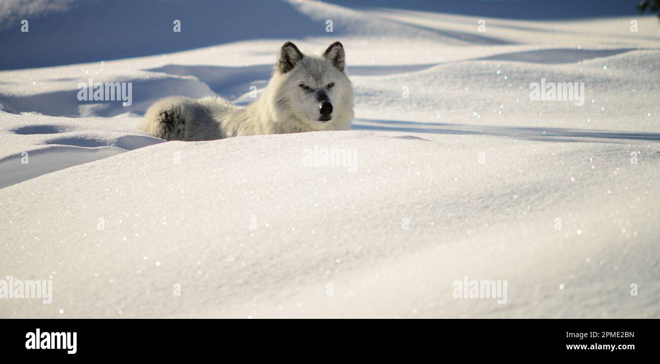 Gray Wolf (canus lupis) resting in a snow bank Stock Photo - Alamy