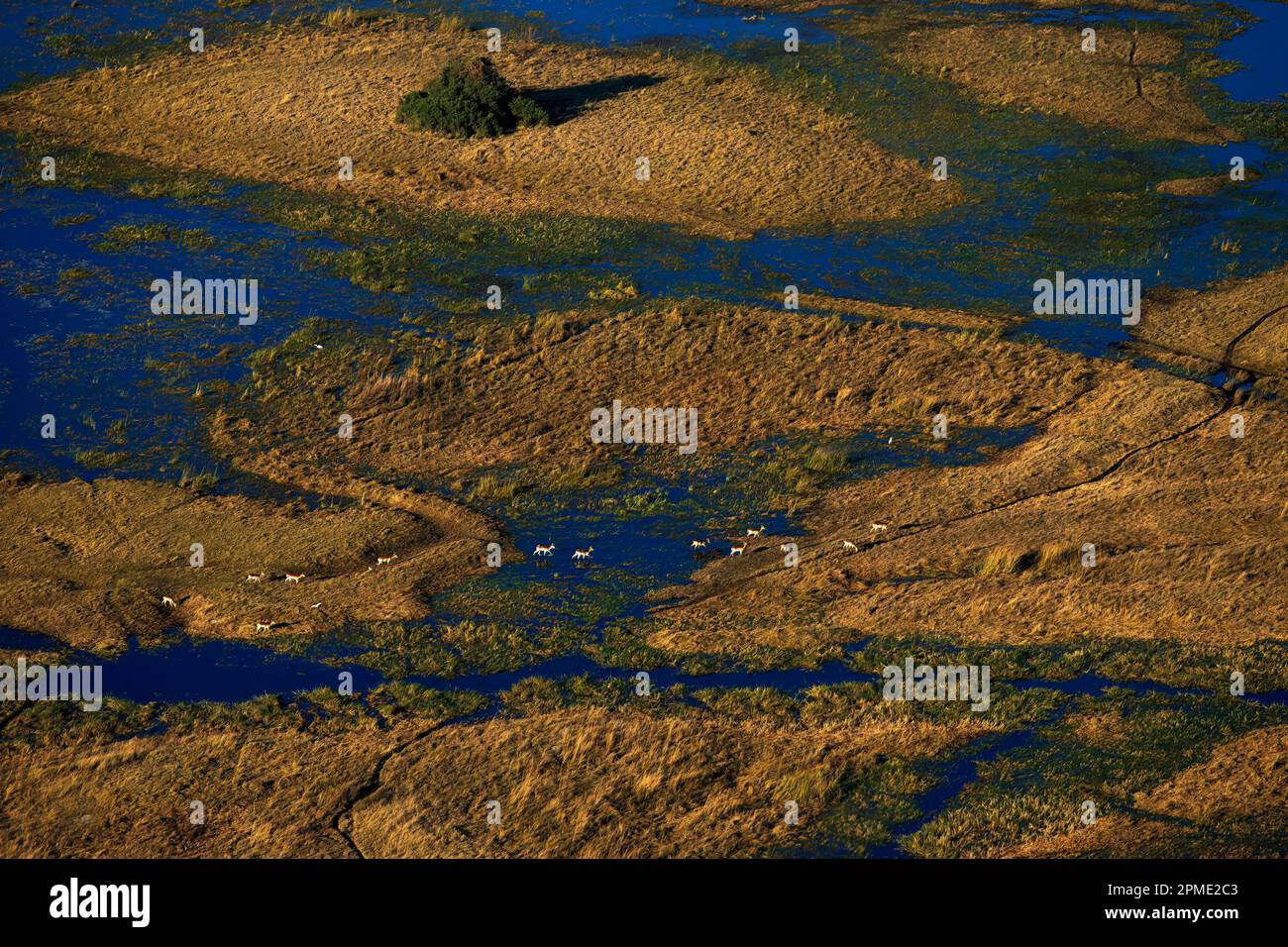 Aerial view of the great Okavango Delta, springbooks on a flooded area ...