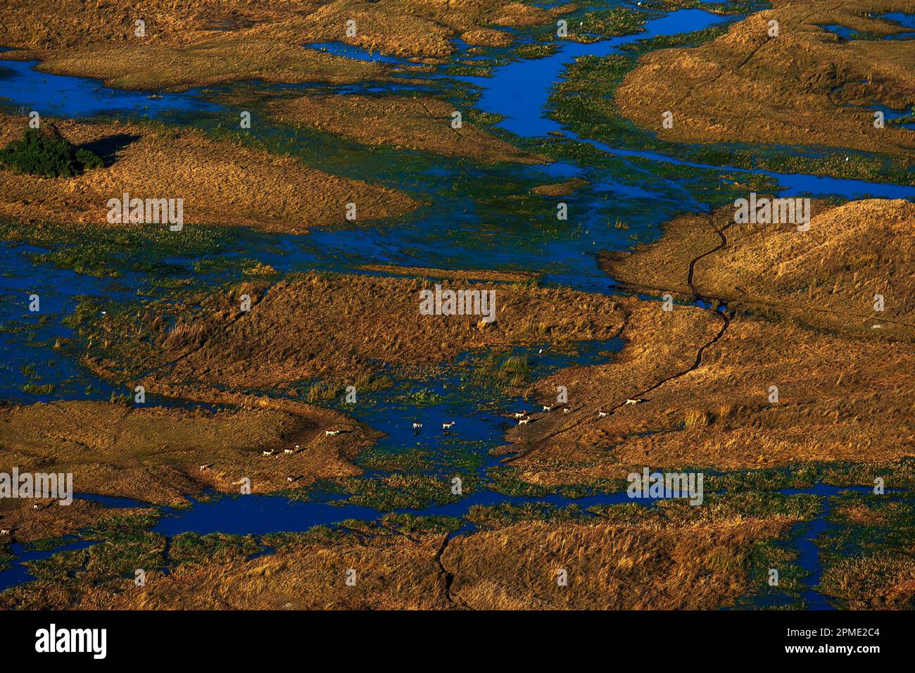 Aerial view of the great Okavango Delta, springbooks on a flooded area ...