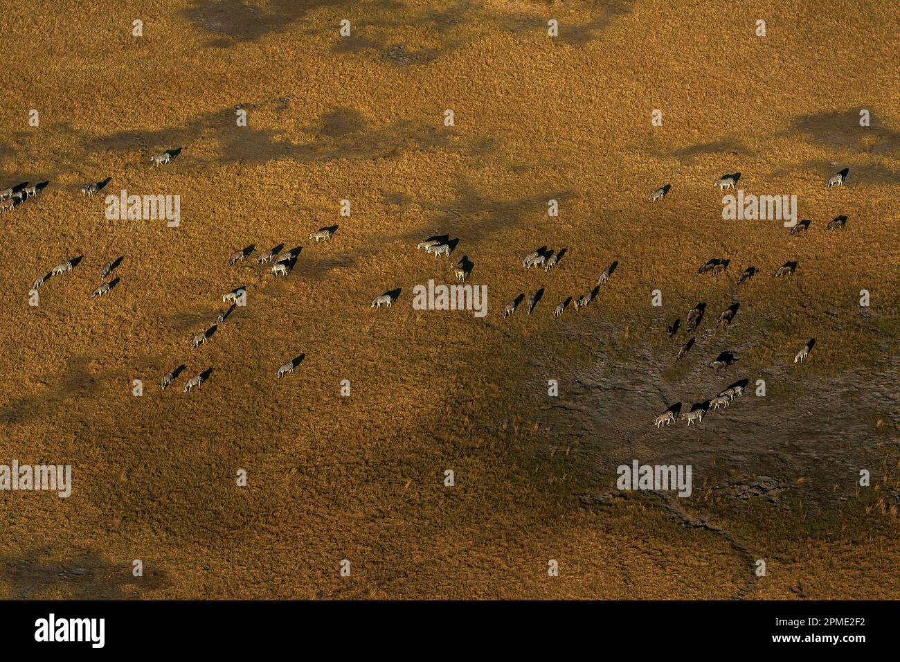Aerial view of the great Okavango Delta, zebra wildebeest from the ...