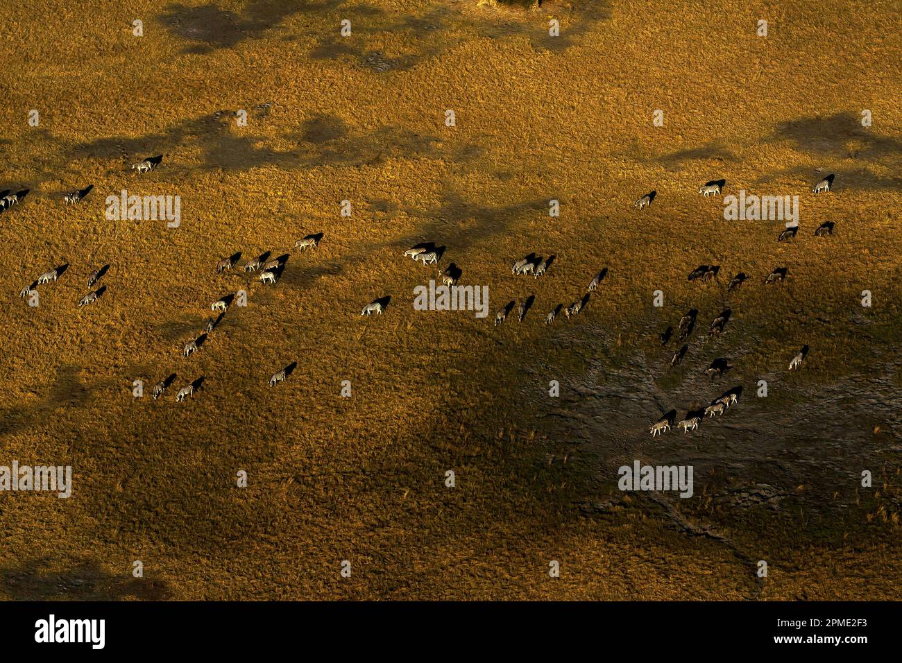 Aerial view of the great Okavango Delta, zebra wildebeest from the ...