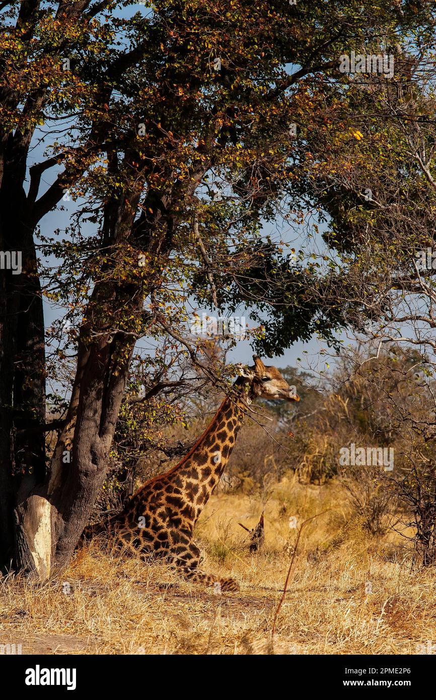 Giraffe trying to escape from the heat of the day, Okavango Delta ...
