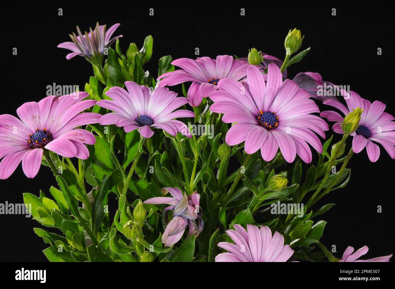 Purple Osteospermum Flowers isolated on black Stock Photo - Alamy