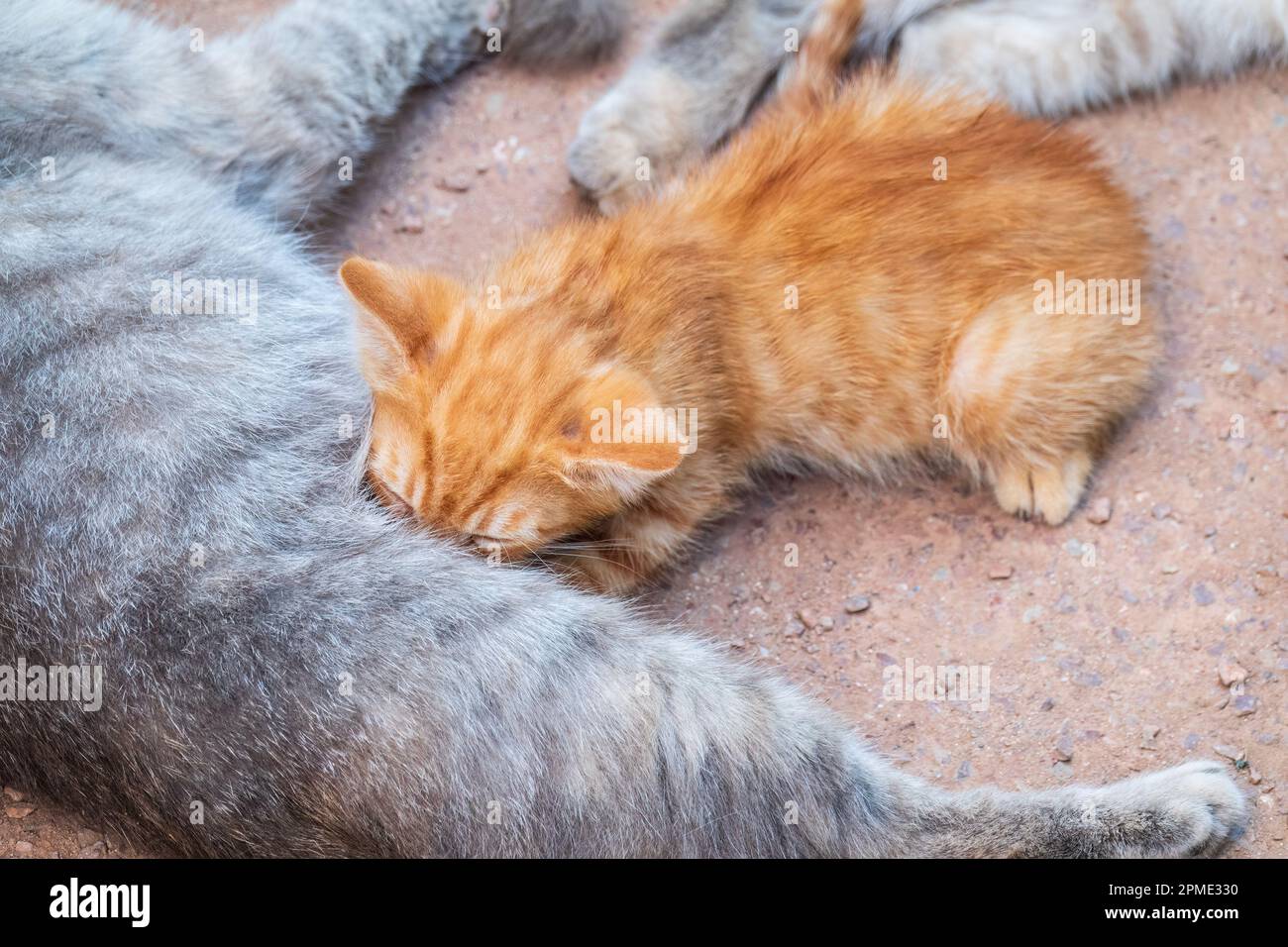 Mother cat resting on a concrete floor and nursing her ginger kitten ...