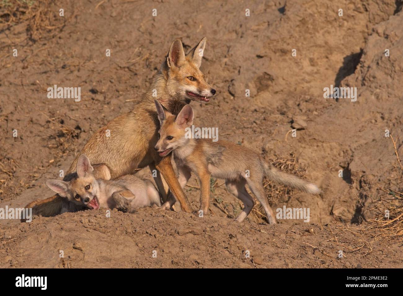 desert fox (vulpes vulpus pusilla) cubs playing Stock Photo - Alamy