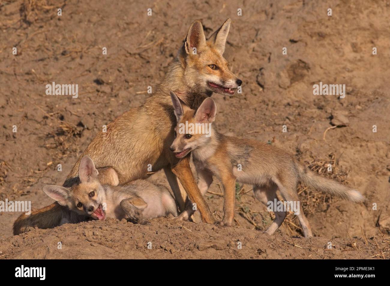 Playing fox cubs hi-res stock photography and images - Alamy