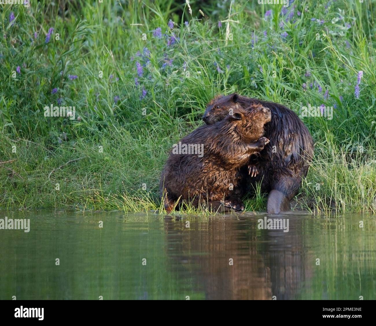 Two beavers grooming each other in a meadow at the edge of a pond in ...