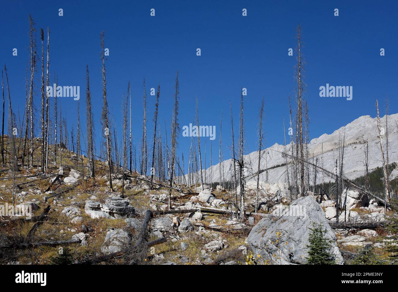 Burned forest after a wildfire around Medicine Lake in Jasper National ...