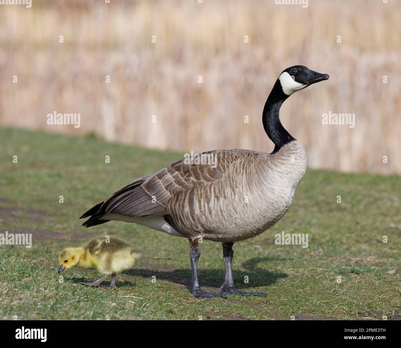 Canada goose parent bird with young gosling in spring. Branta ...