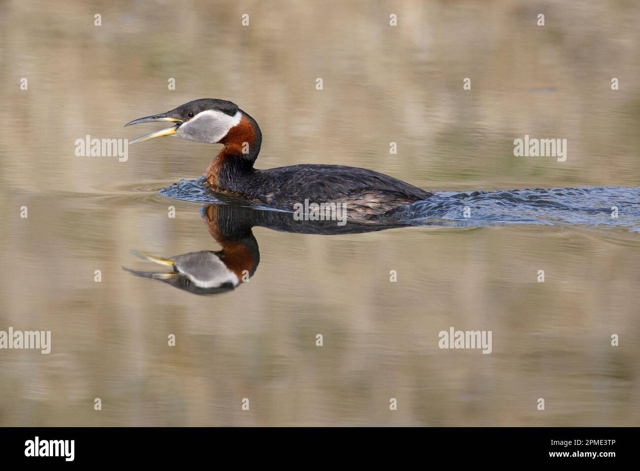 Red-necked Grebe in breeding plumage, calling to its mate as it swims ...