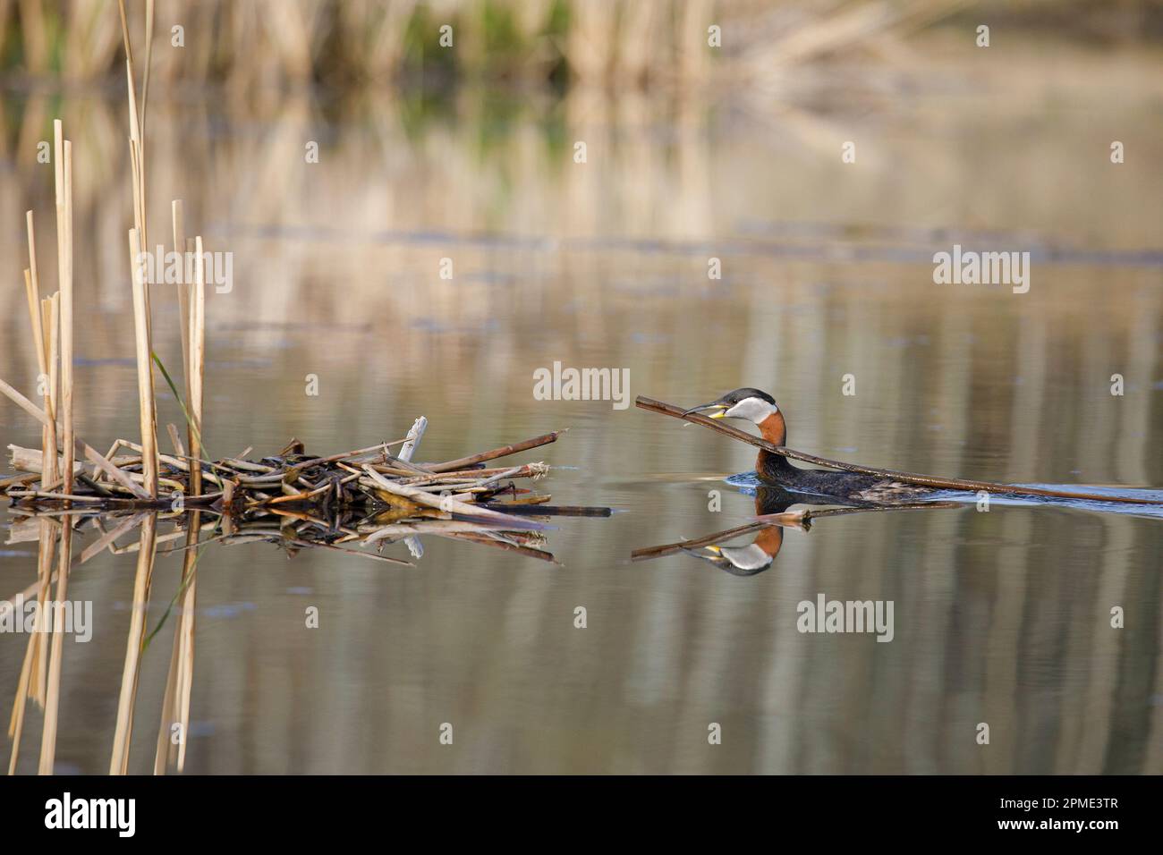 Red-necked grebe carrying a plant stalk to add to the nest made of a ...