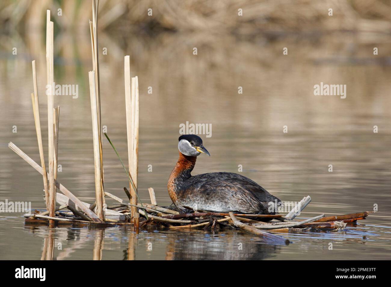 Red-necked grebe sitting on its floating nest in a pond, Alberta ...