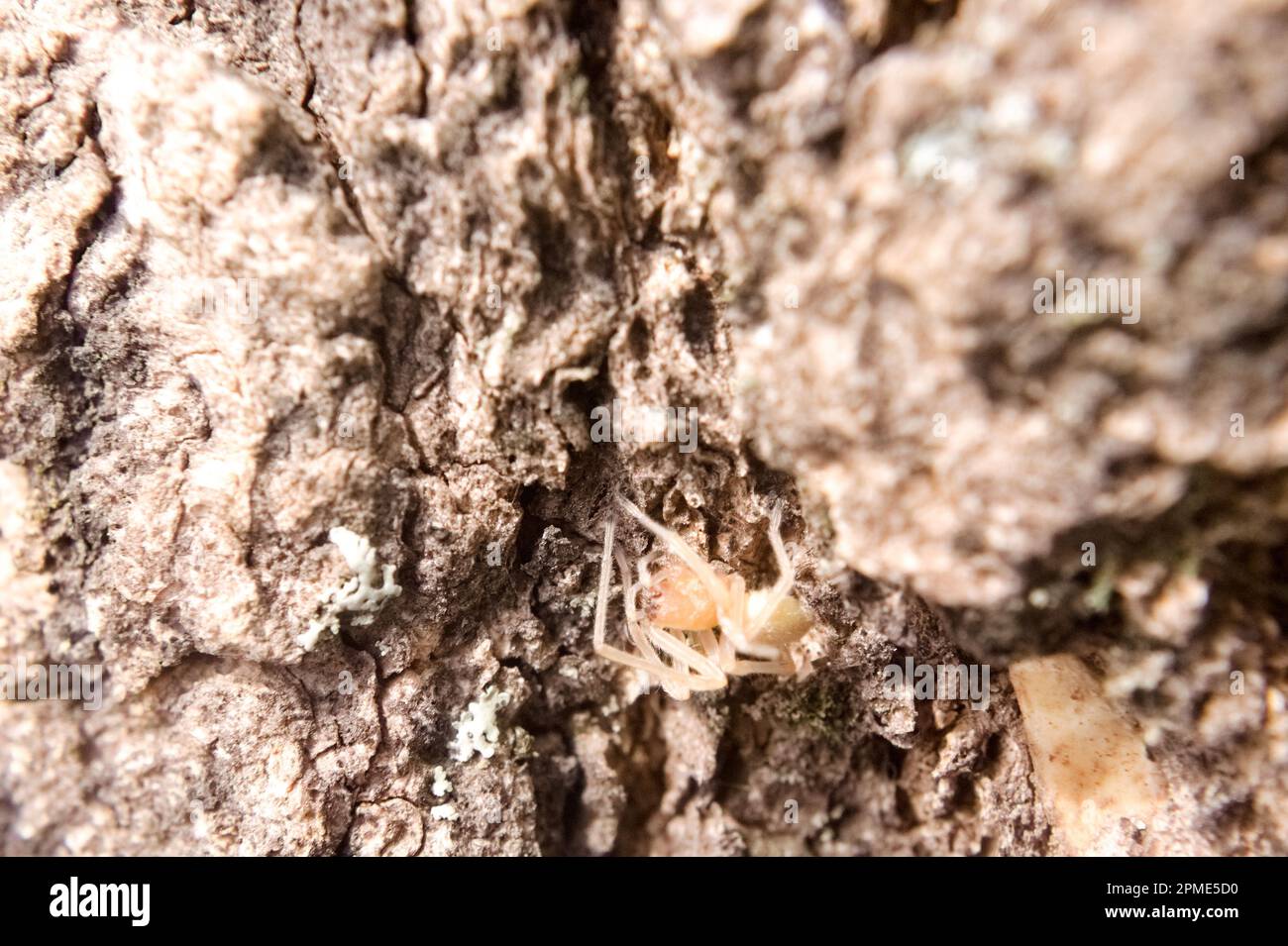 "Tiny Wonder: The Delicate Dance of the Spider on Tree Bark Stock Photo ...