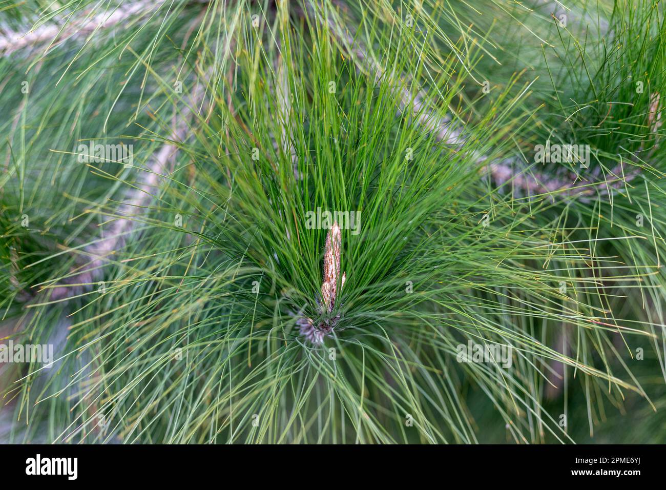Pine tree branch closeup view Stock Photo - Alamy
