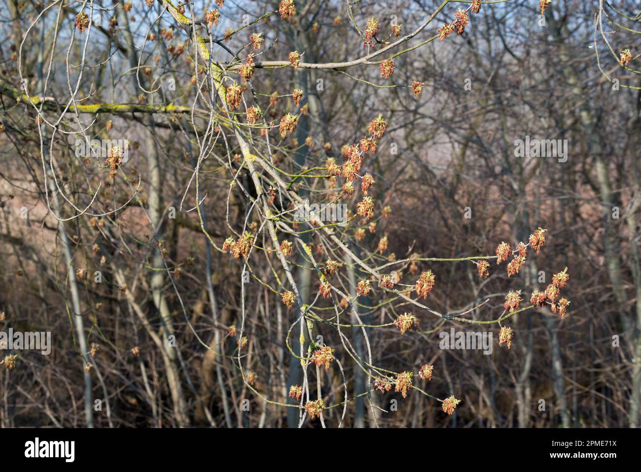 Box elder tree hi-res stock photography and images - Alamy