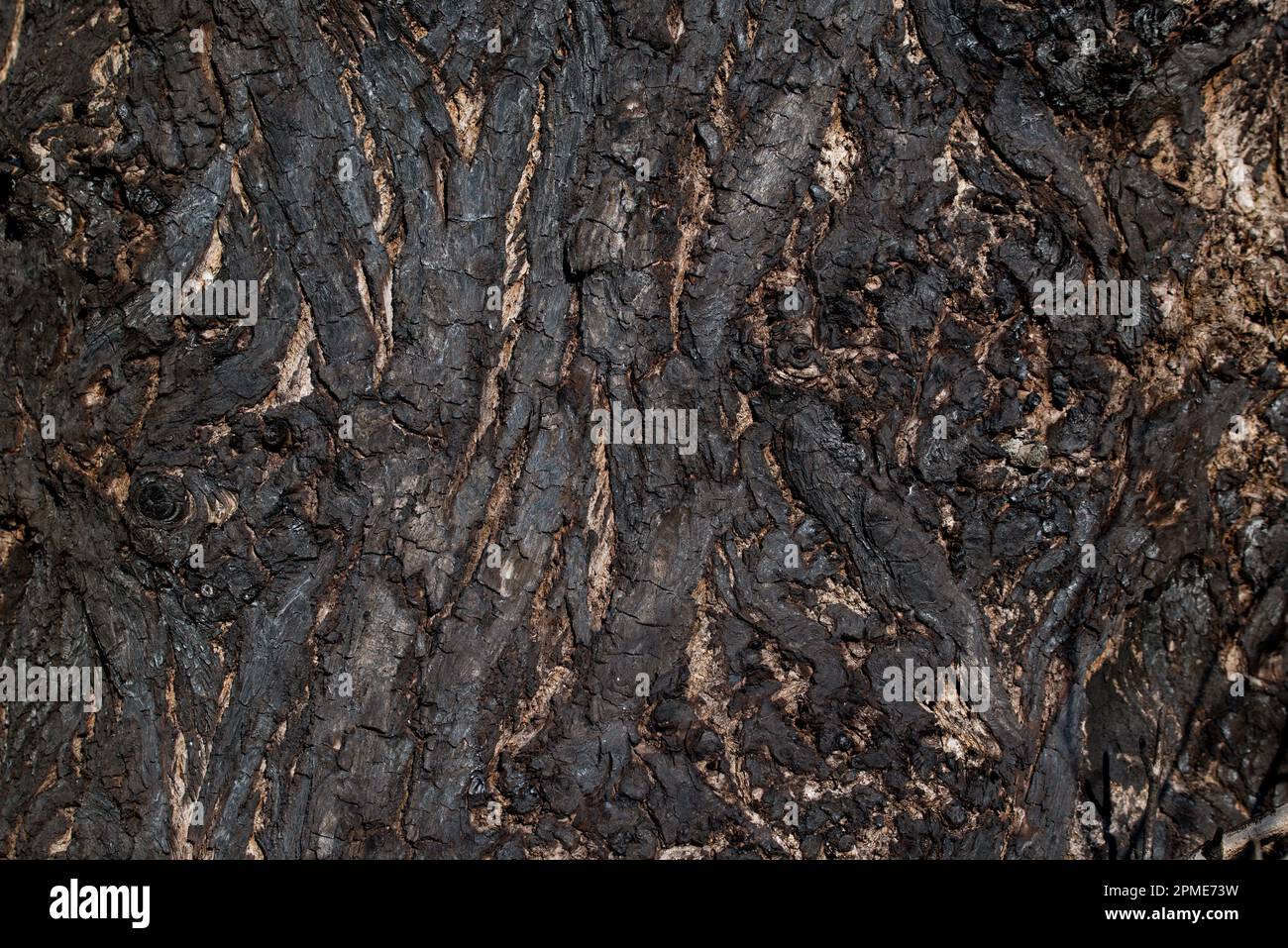 Poplar tree bark hi-res stock photography and images - Alamy