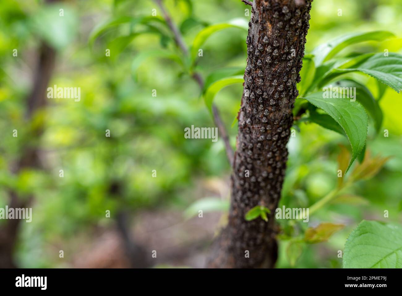 Common brown scales colony sucking sap from a plum fruit tree Stock ...