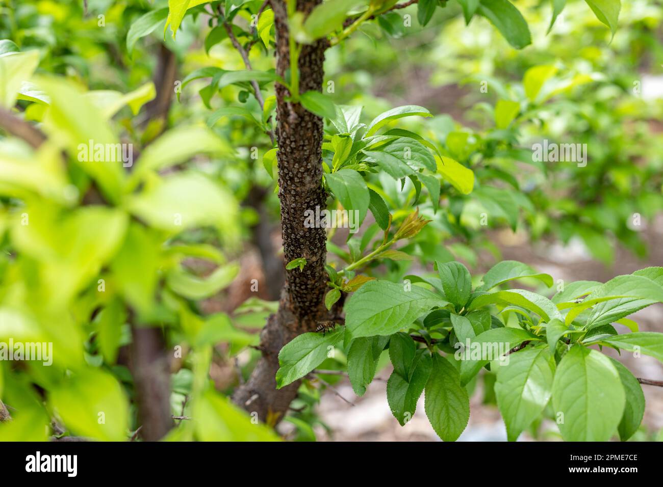 Tree scale hi-res stock photography and images - Alamy