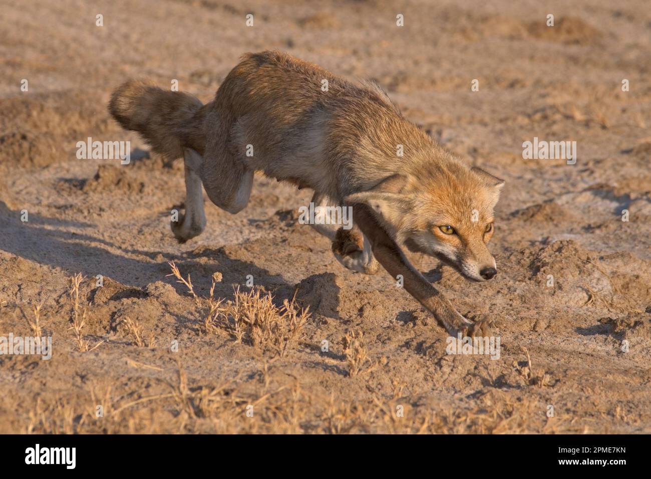 Adaptable behavior hi-res stock photography and images - Alamy
