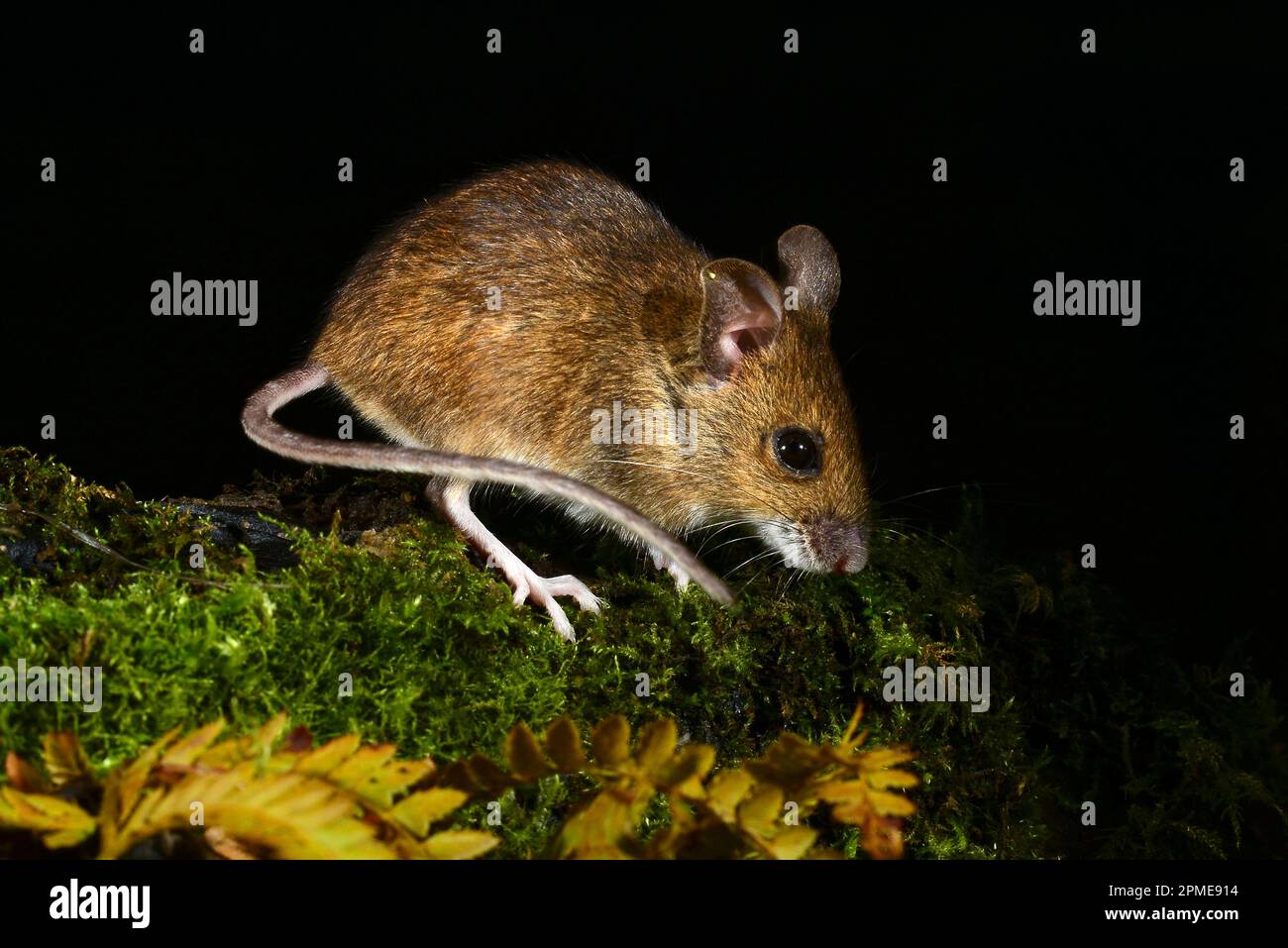 nocturnal wood mouse apodemus sylvaticus Stock Photo - Alamy