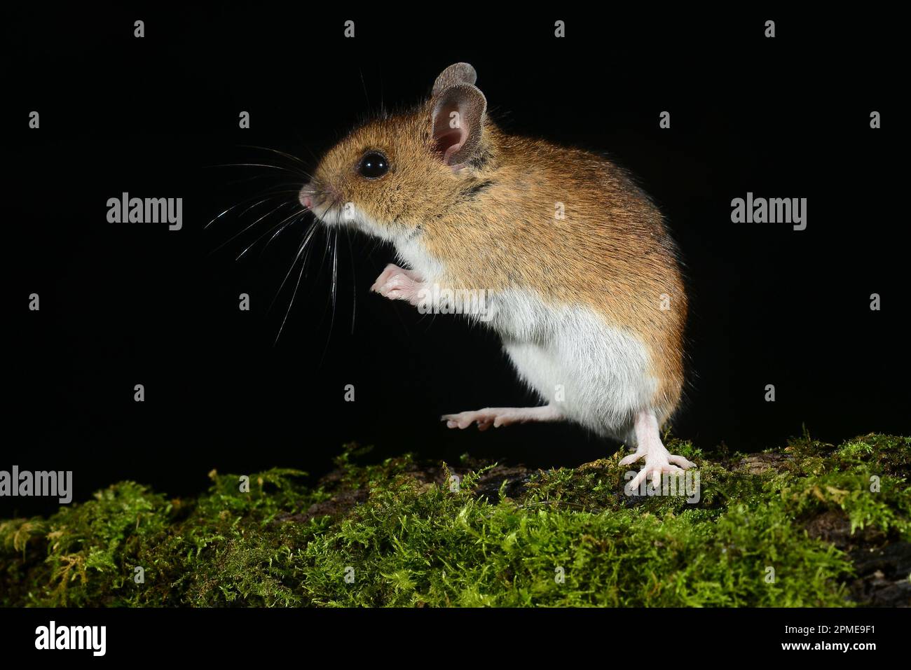 Mouse species hi-res stock photography and images - Alamy