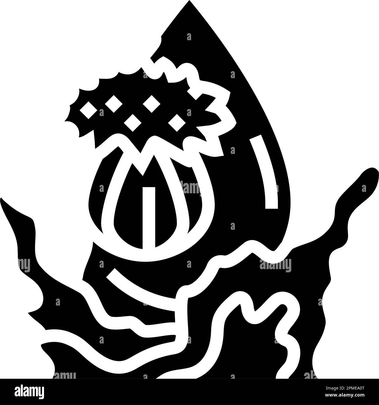 Safflower seed Stock Vector Images - Alamy