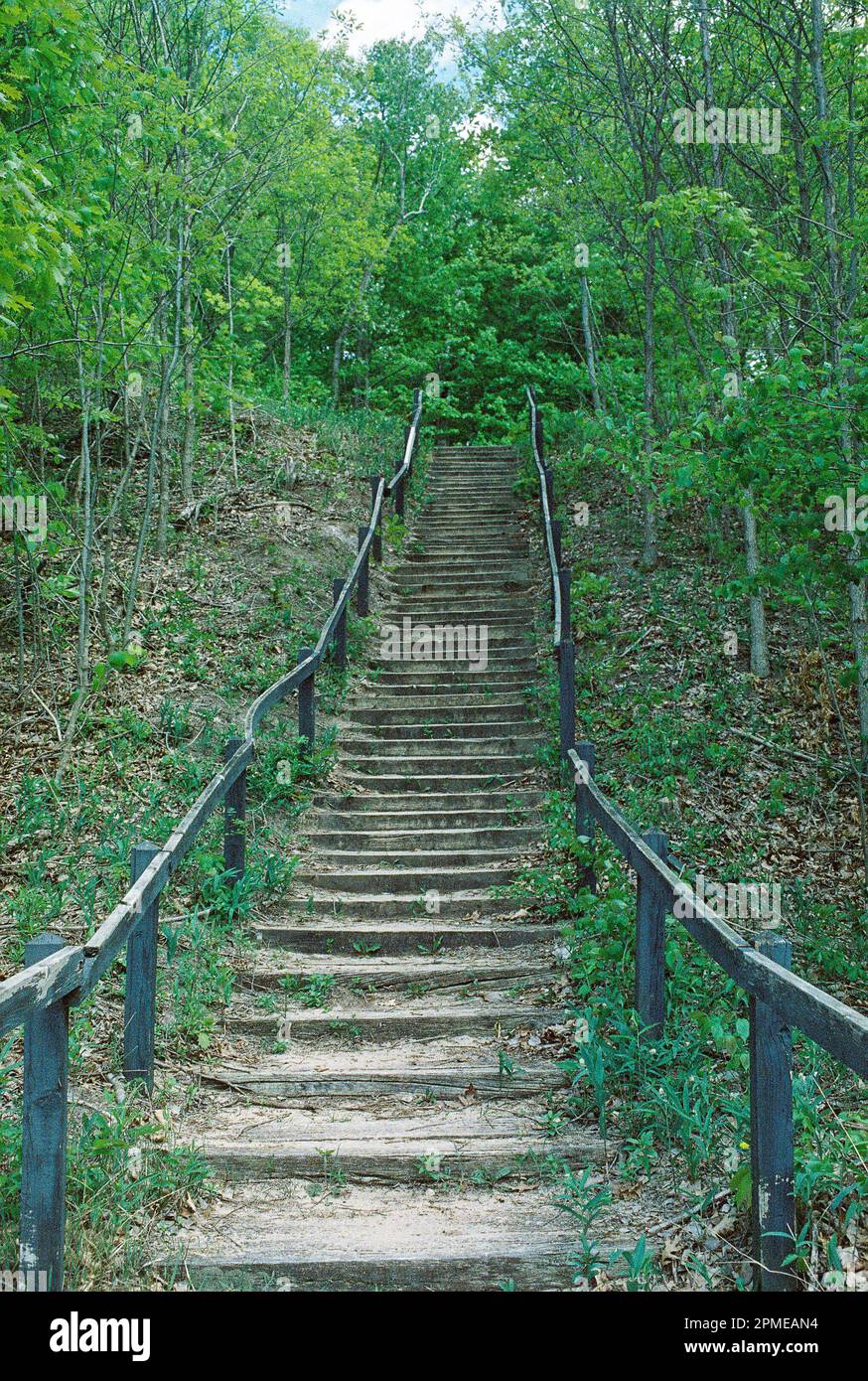 stairs way in the forest Stock Photo - Alamy