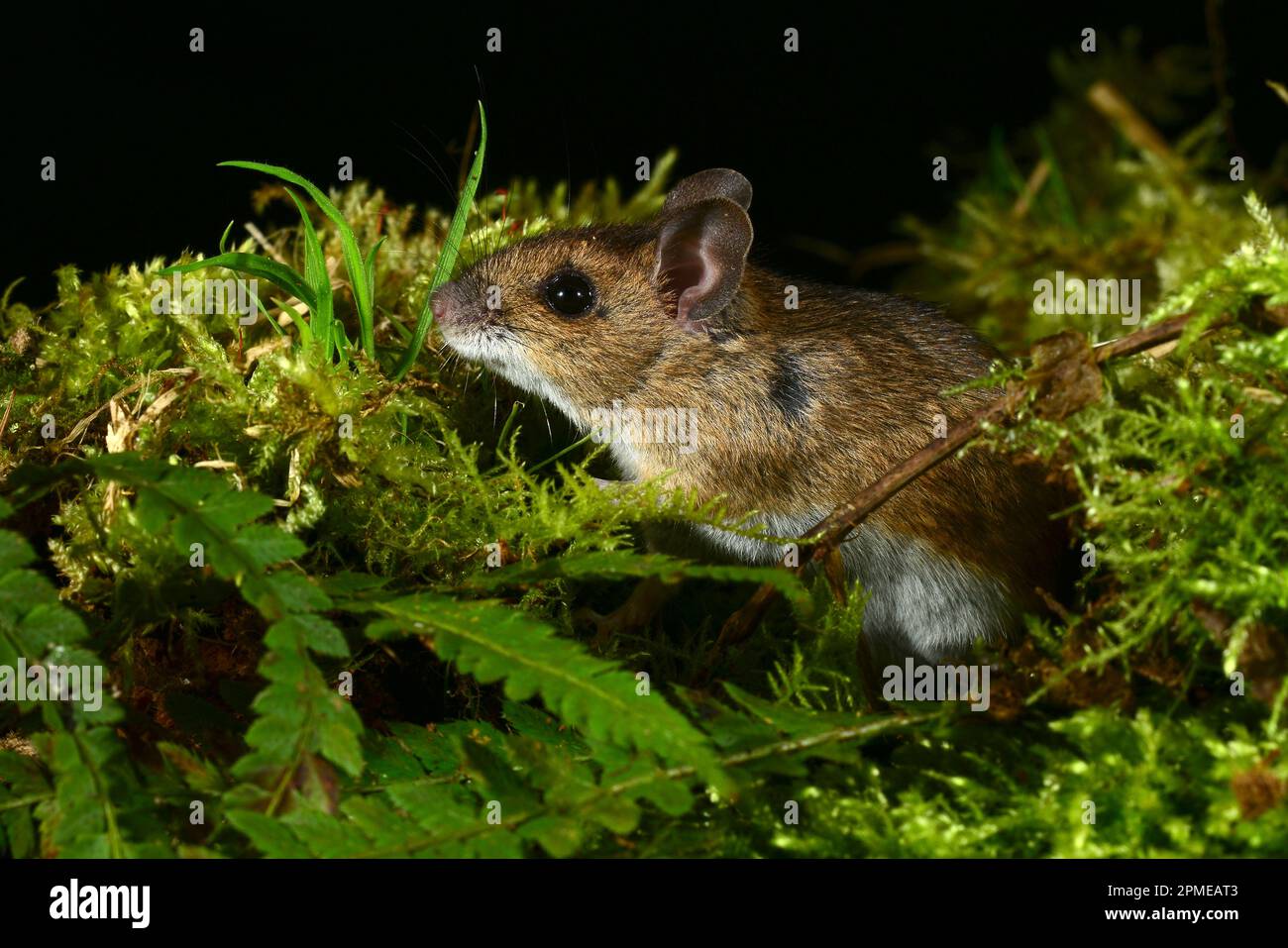 Long tailed field mouse apodemus hi-res stock photography and images ...
