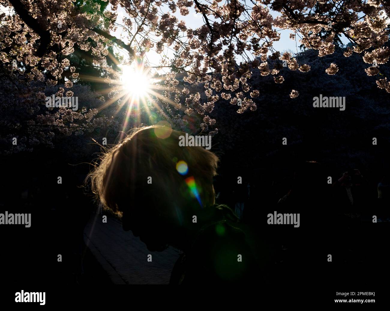 A person walks by cherry blossoms overhead at the Quad on the ...