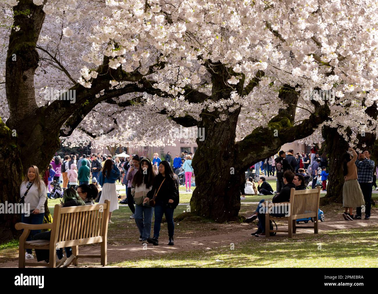 Hundreds of visitors walk the pathways at the Quad on the University of ...