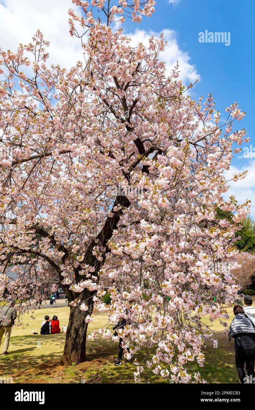 Tokyo Japan 2023, cherry blossoms sakura flowering in Shinjuku Gyoen ...