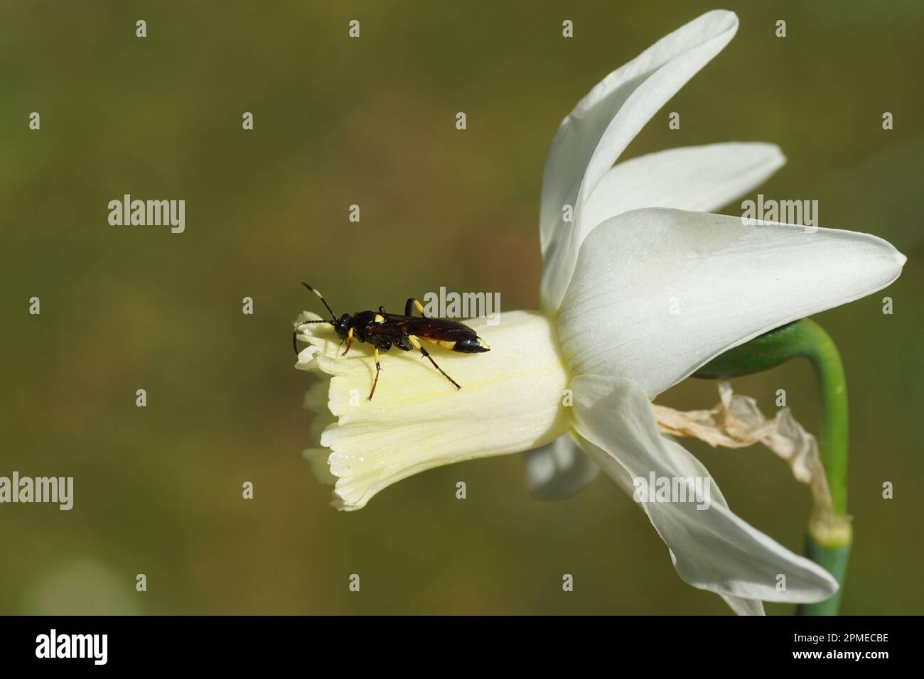 Closeup female parasitic wasp of the subfamily Ichneumoninae, family ...