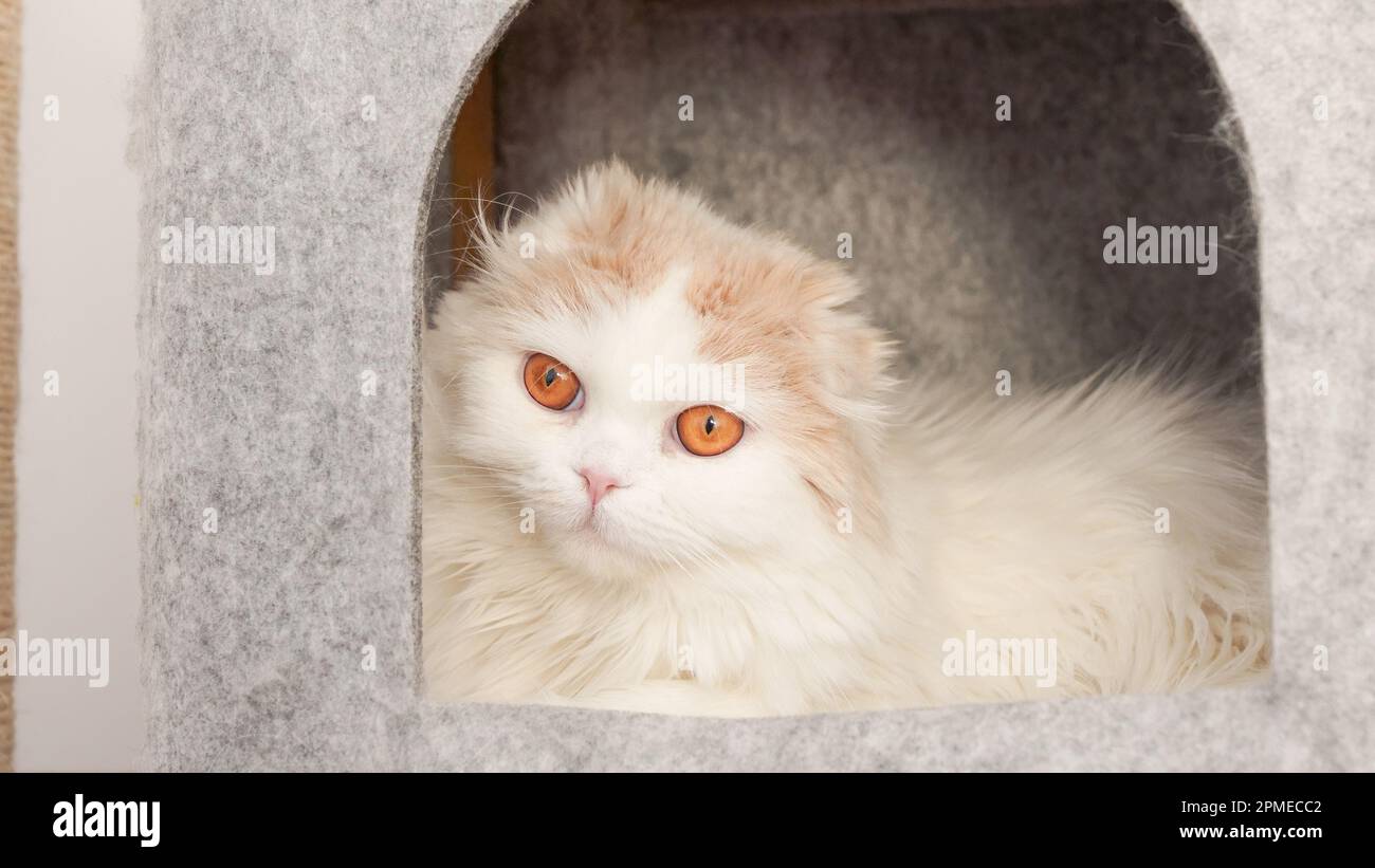 Fluffy calico kitty looking at camera on grey background, front view ...