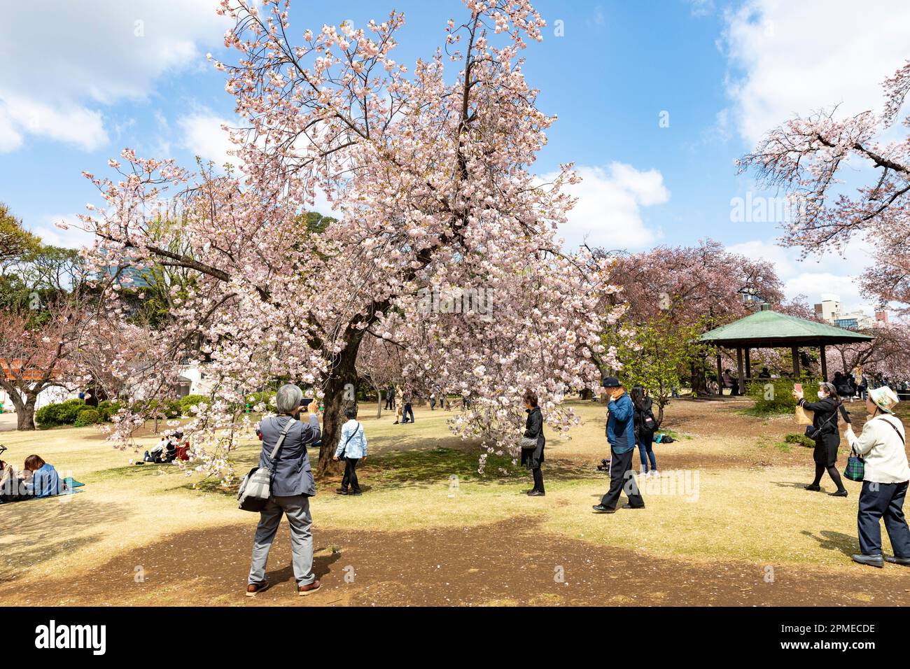 Tokyo Japan 2023, cherry blossoms sakura flowering in Shinjuku Gyoen park in Tokyo, April 2023 ...