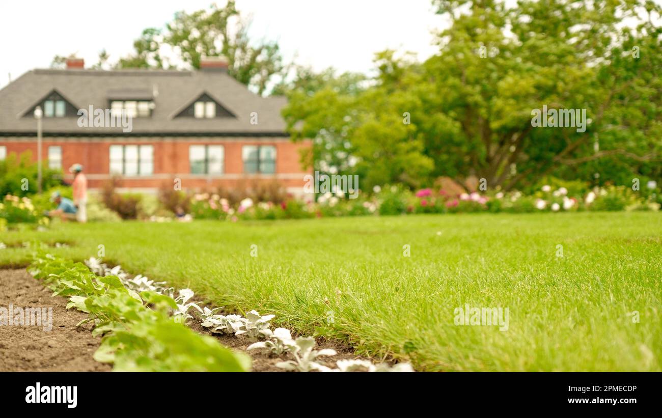 Straight rows of green and purple plants growing on huge farm field ...