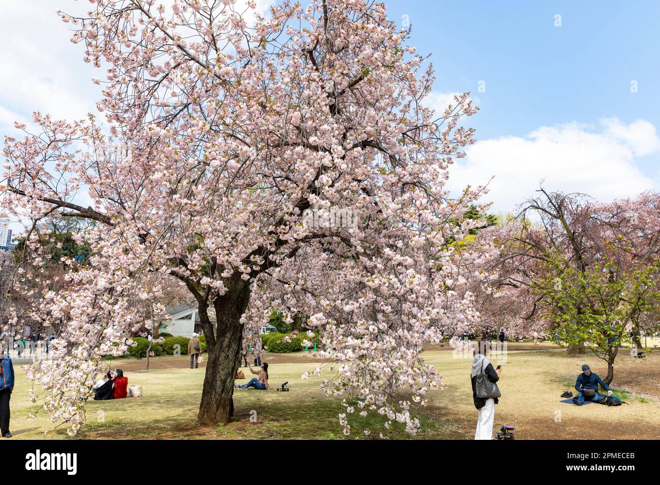 Tokyo Japan 2023, cherry blossoms sakura flowering in Shinjuku Gyoen ...