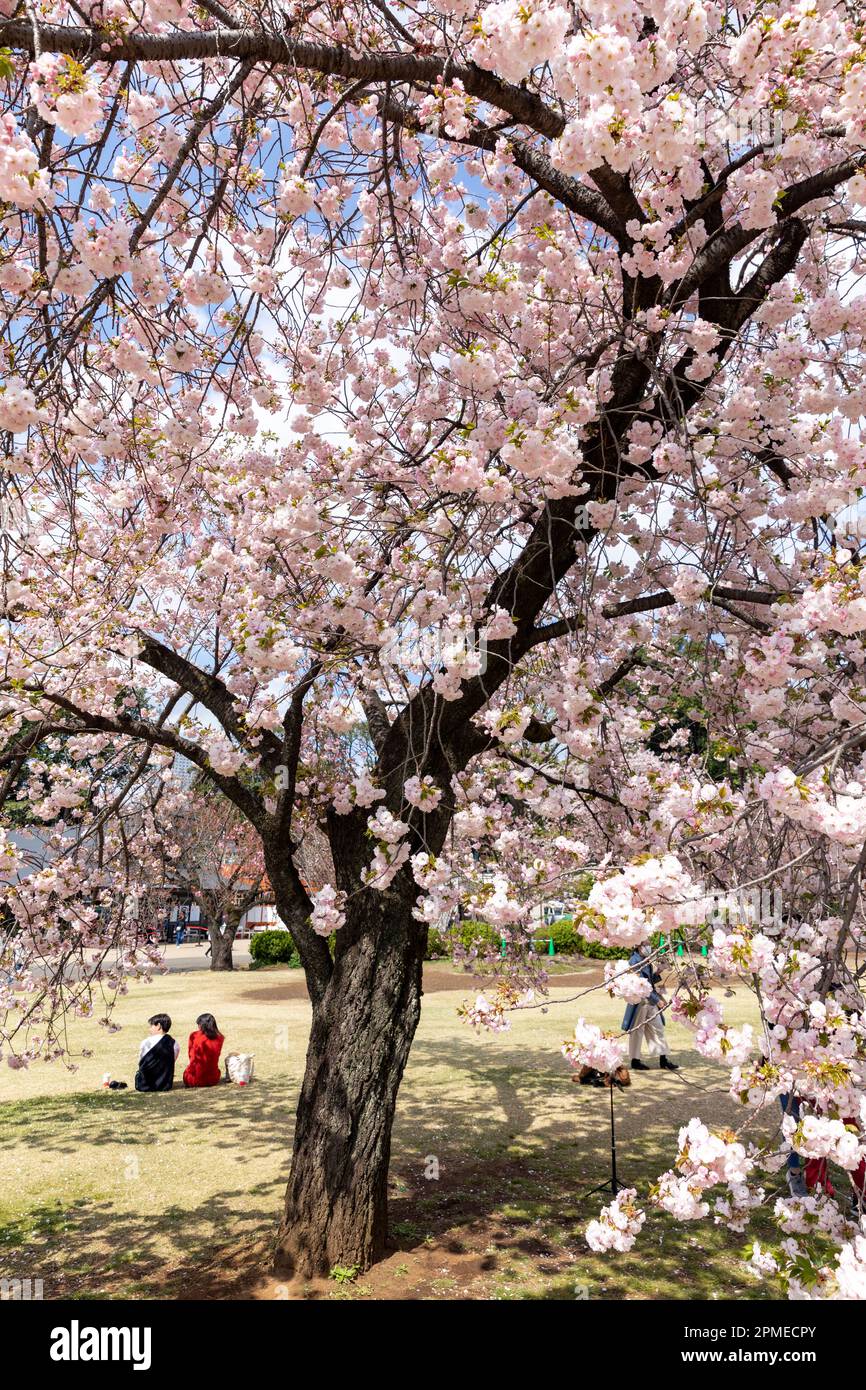 Tokyo Japan 2023, cherry blossoms sakura flowering in Shinjuku Gyoen ...