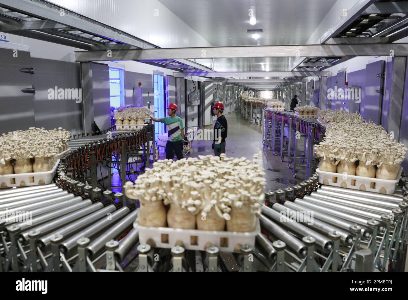 Mushroom production hi-res stock photography and images - Alamy