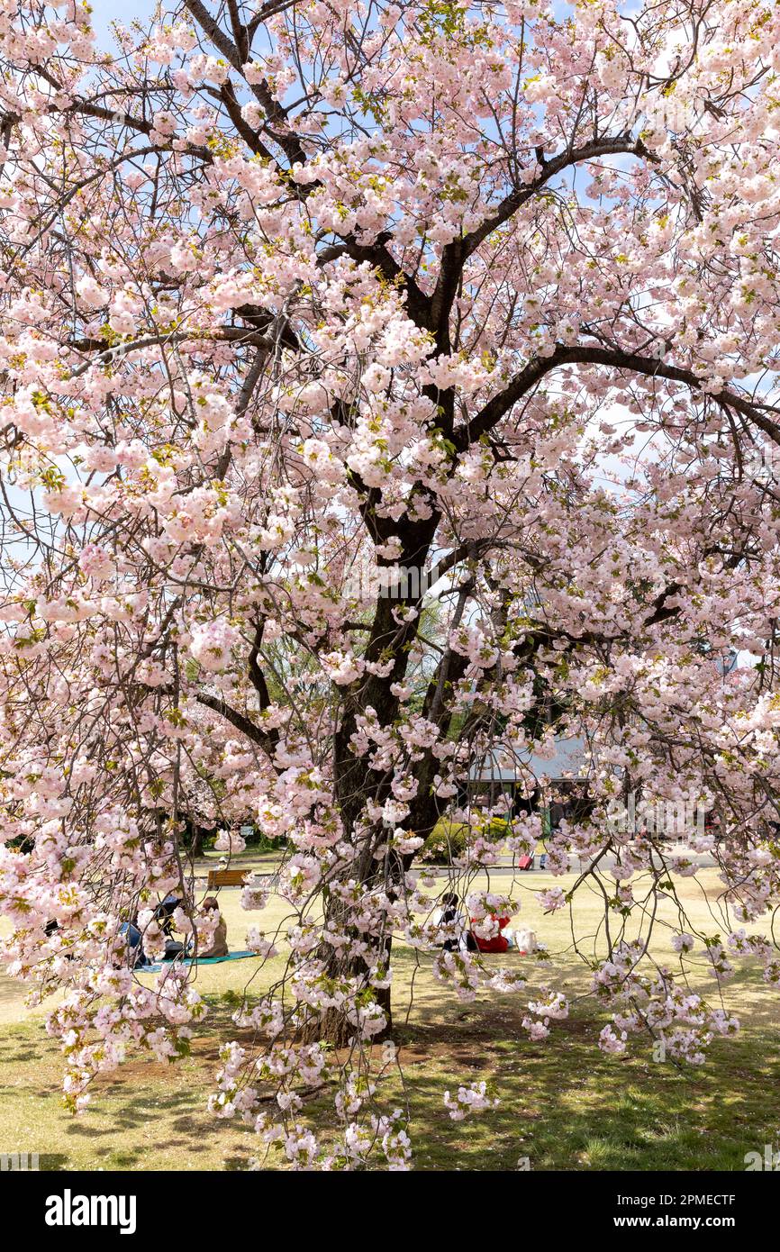 Tokyo Japan 2023, cherry blossoms sakura flowering in Shinjuku Gyoen ...