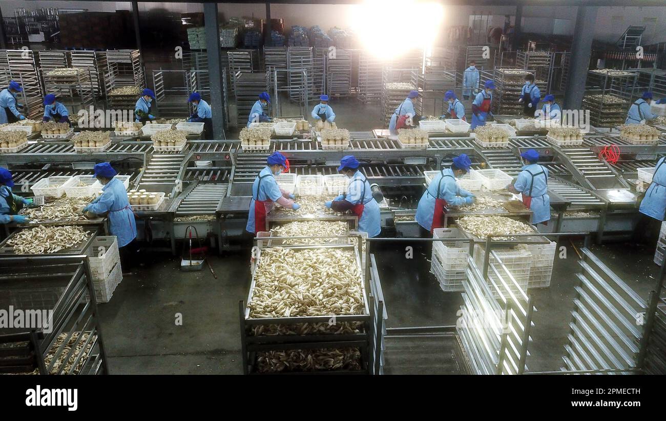 Mushroom production hi-res stock photography and images - Alamy