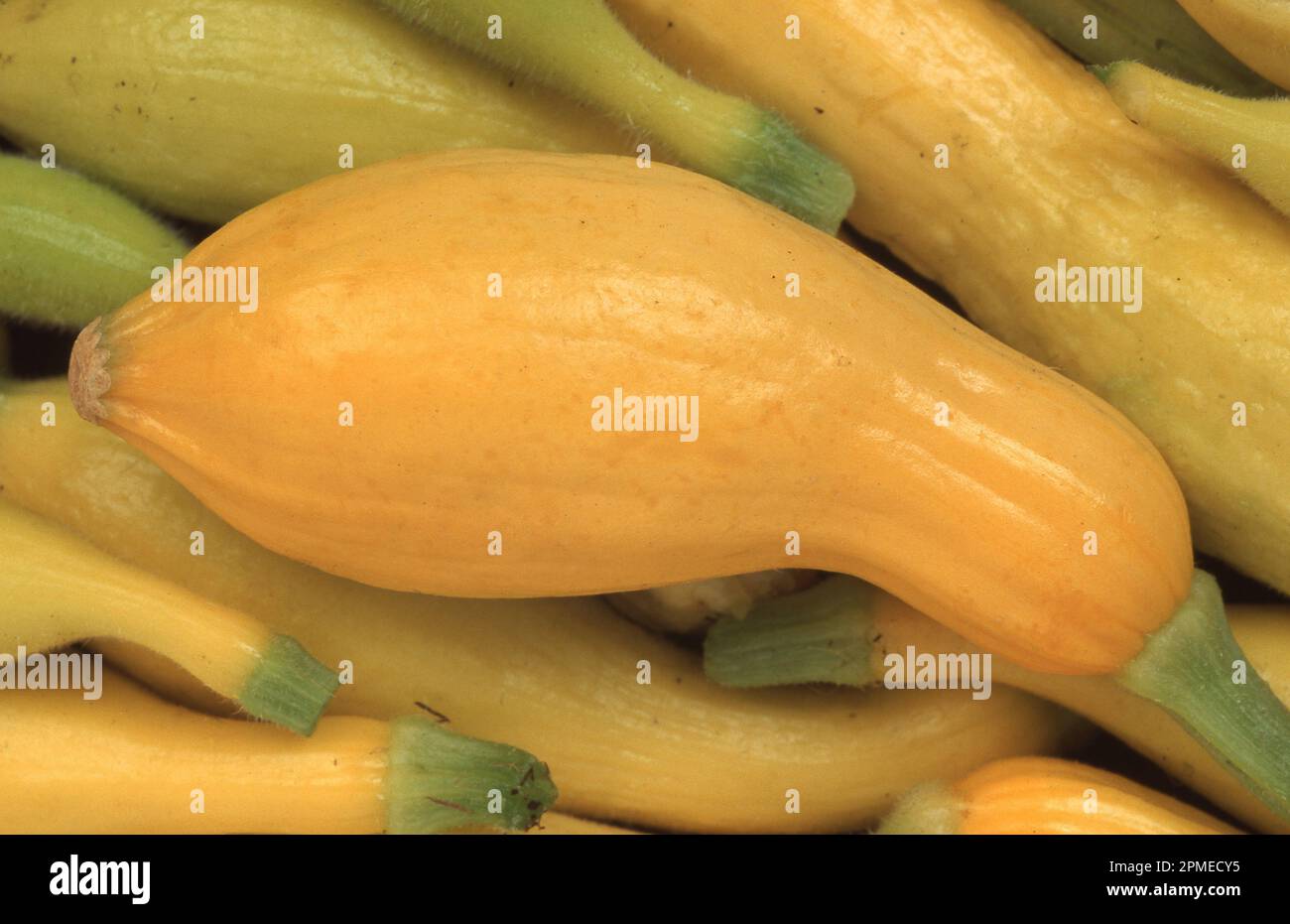 Golden crookneck squash hi-res stock photography and images - Alamy