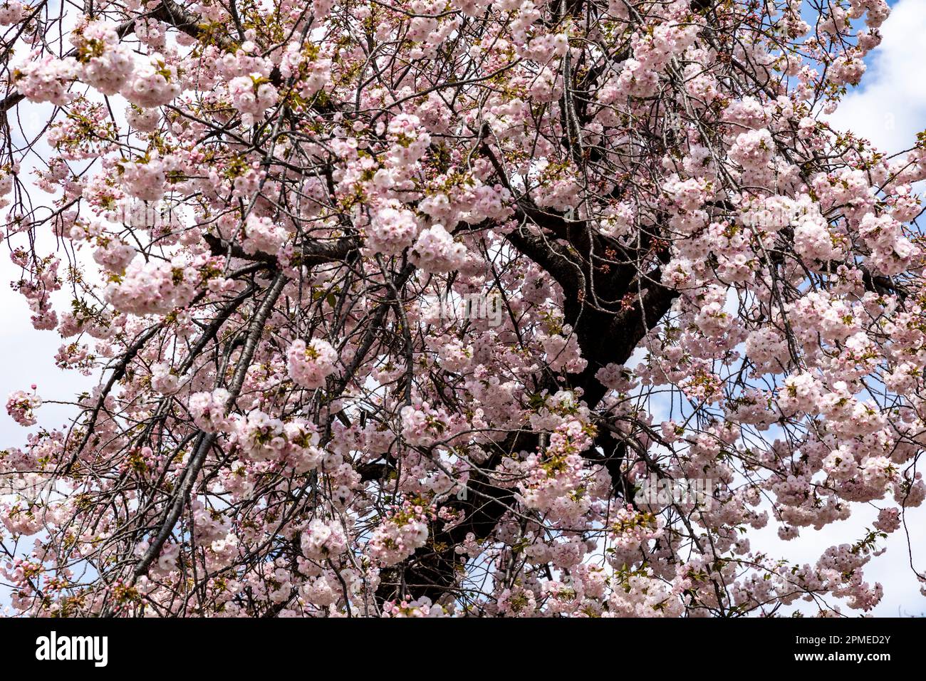 Tokyo Japan 2023, cherry blossoms sakura flowering in Shinjuku Gyoen ...