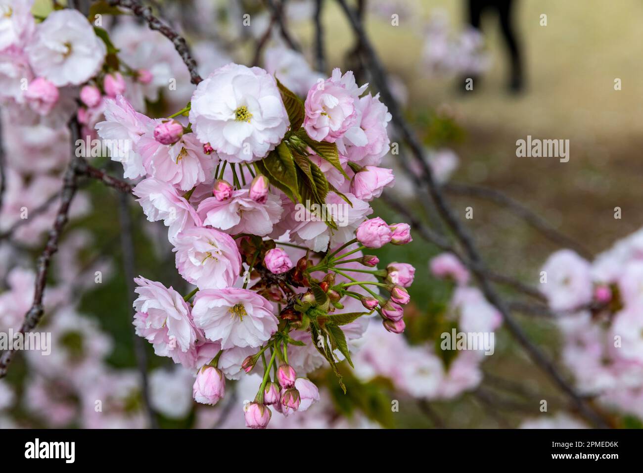 Tokyo Japan 2023, cherry blossoms sakura flowering in Shinjuku Gyoen ...