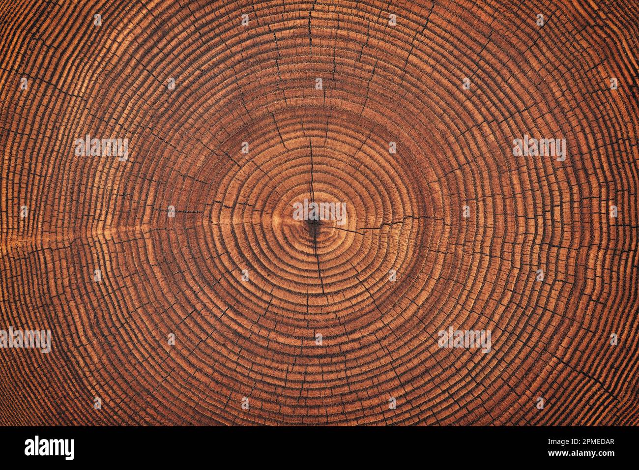 annual rings on a sawn trunk, old tree stump background. wood texture ...
