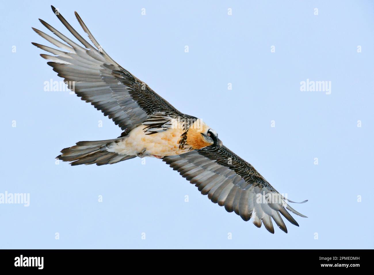Bearded Vulture / Bartgeier / Laemmergeier ( Gypaetus barbatus ...